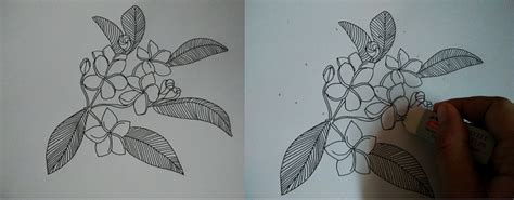 Philippine National Flower Sampaguita Drawing