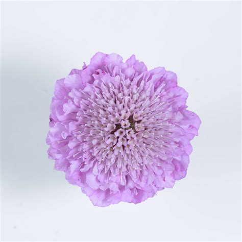 Lilac Scabiosa Scoop Series High Quality Cut Flowers Danziger