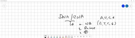 Solved Question 7 15 Pts What Is Responsible For The Sequence Of