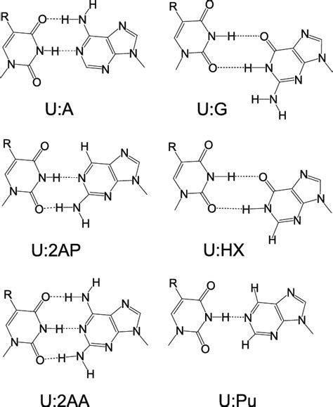 Nucleotide Bases Uracil