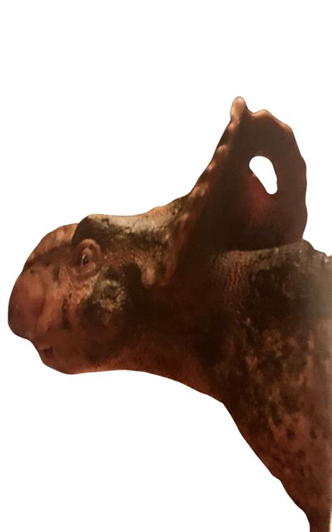 Patchi By Dracoawesomeness On Deviantart