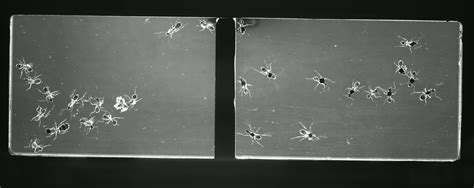 Ants Object Detection Dataset By Trackingants