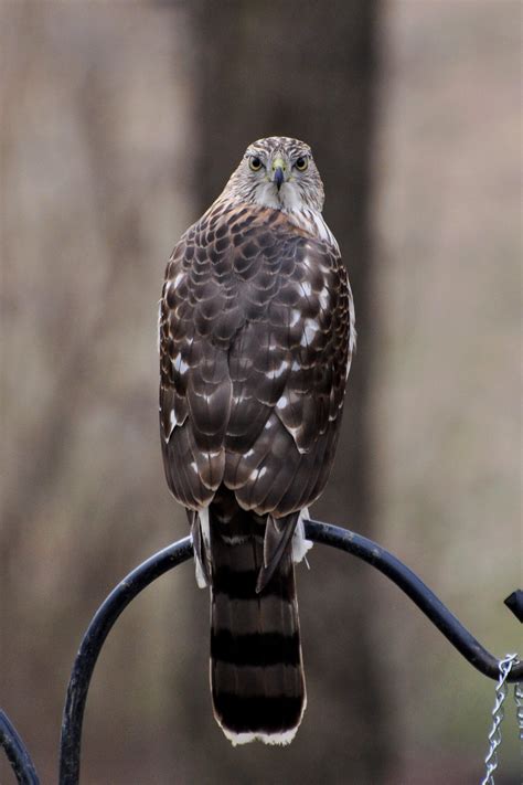 Coopers Hawk Bird Identification Oeaxux