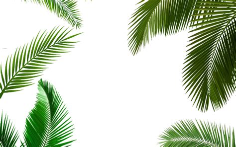 Aesthetic Transparent Background Green Leaves Png Wallpaper New Update