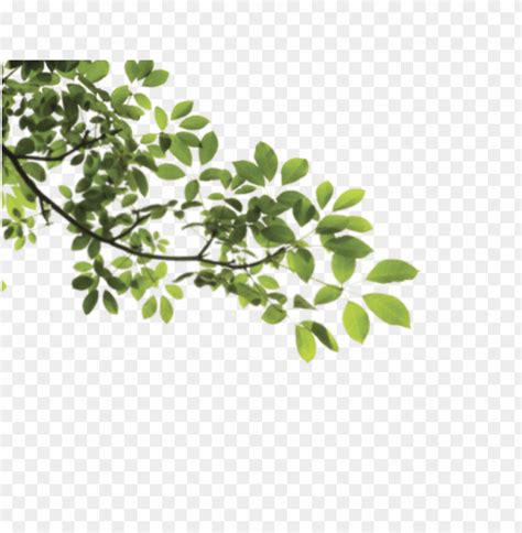 Green Tree Branch With Leaves PNG TOPpng