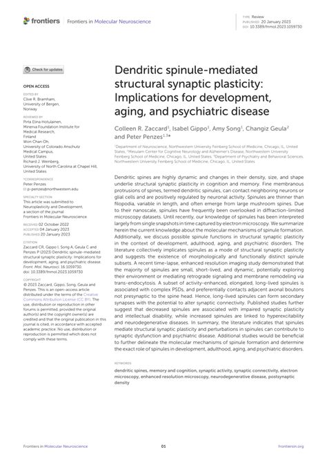 Pdf Dendritic Spinule Mediated Structural Synaptic Plasticity Implications For Development