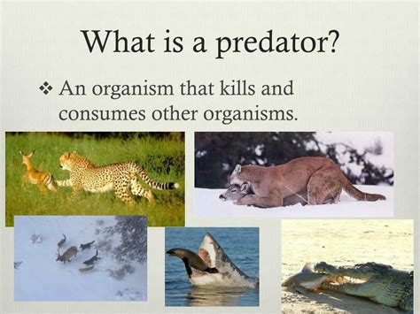 What Is A Predator Simple Definition At Pablo Joyce Blog