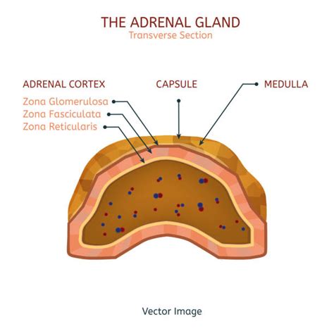 Royalty Free Suprarenal Gland Clip Art Vector Images And Illustrations