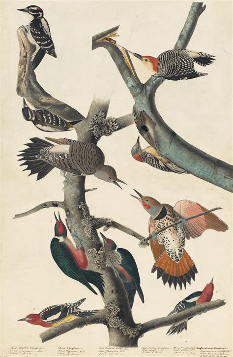 Audubons Watercolors Pl 416 Red Bellied Woodpecker Northern Flicker