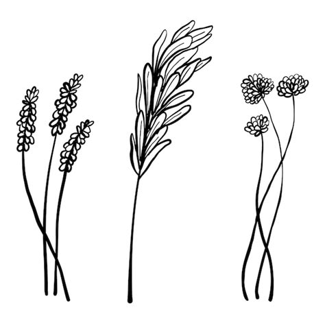 Premium Vector Hand Drawn Vector Botanical Illustration