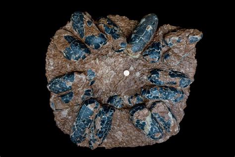 Dinosaur Egg Nest Fossil Oviraptor Sp 51×455×165 Catawiki