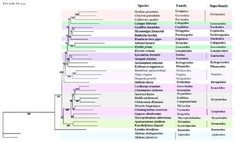 phylogenetic tree derived from maximum likelihood ml analysis based