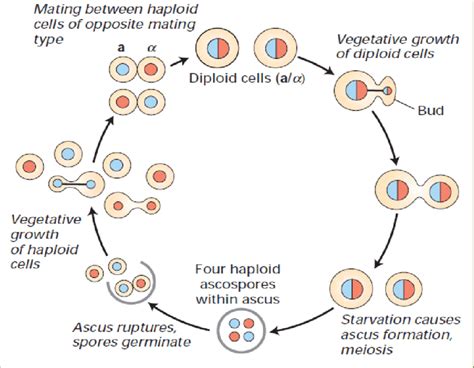 Yeast Diagram