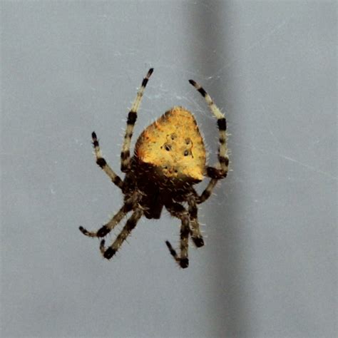 Cat Faced Spider Araneus Gemmoides Araneus Bugguidenet