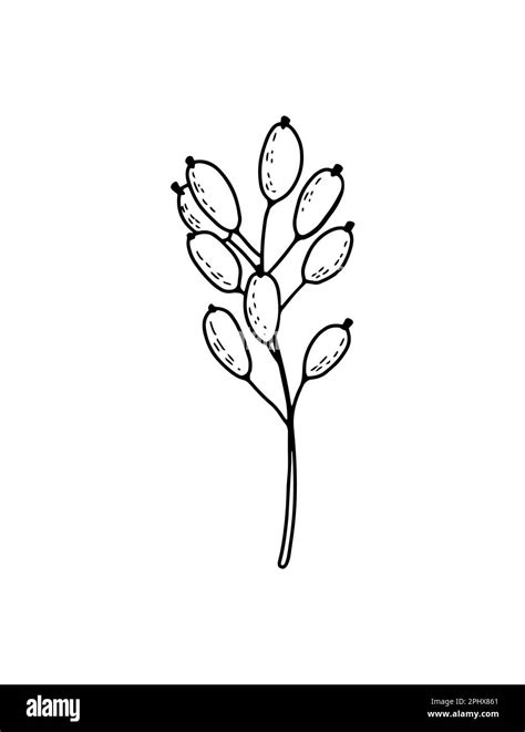 Hand Drawn Graphic Vector Branch With Red Berries Barberry Cranberry