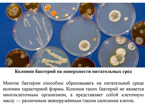 Бактерии. Гетеротрофные и автотрофные бактерии - презентация онлайн