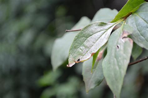 Fotos Gratis Naturaleza Rama Planta Hoja Flor Fauna Silvestre