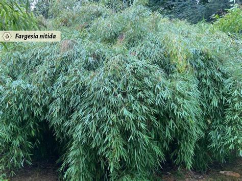 The Ultimate Bamboo Species Directory Bambu Batu