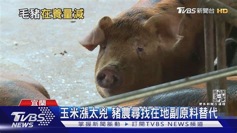 養豬場難撐 飼料價格漲太兇 小型養豬戶只能黯然退場｜十點不一樣20220725 Youtube
