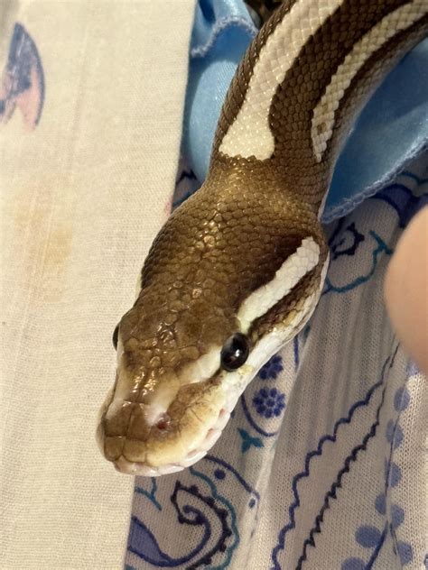 My New Bp Monty R Ballpython