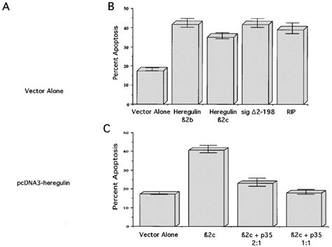 Heregulin Induces Apoptosis When Transiently Transfected Into Mcf 7