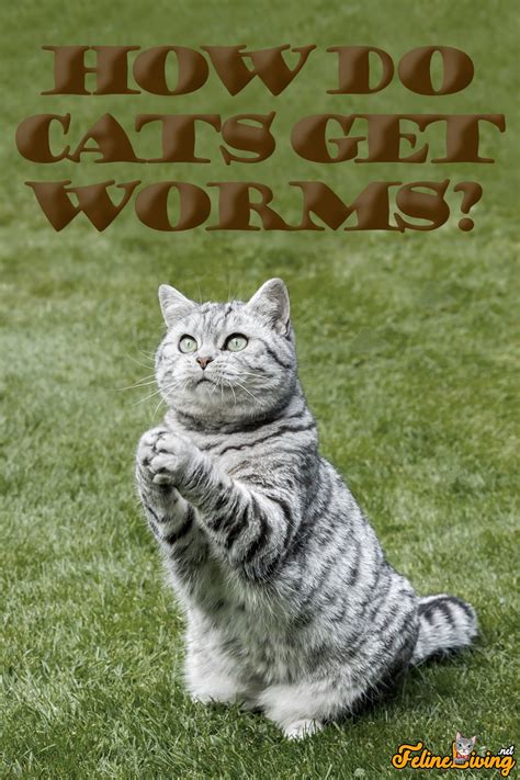 How Do Cats Get Worms 4 Dreadful Ways Discussed Right Here
