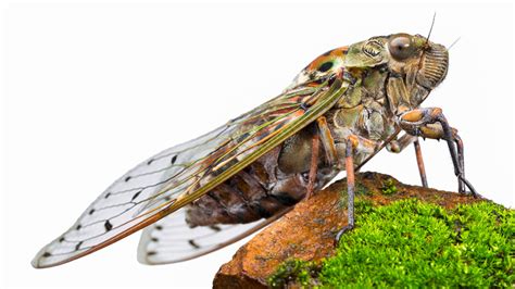 The Psychedelic Fungus Thats Infecting Cicadas