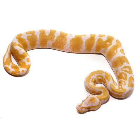 Ball Python Feeding Guide How What And When