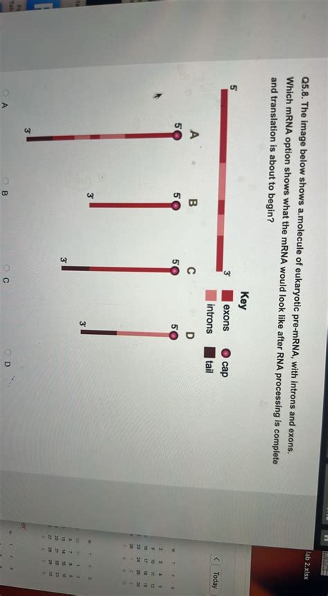 [get Answer] Q5 8 The Image Below Shows A Molecule Of Eukaryotic Pre Mrna With Introns And