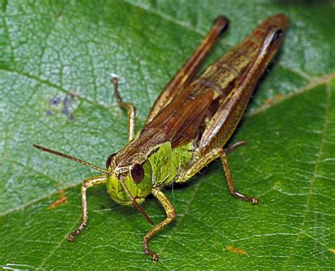 Photo 93515 Pseudochorthippus Parallelus Parallelus