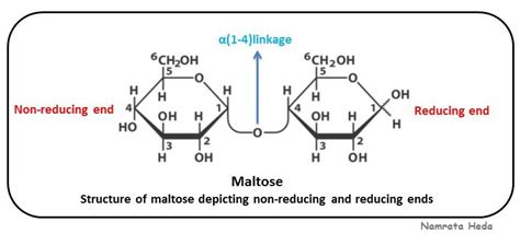 B For Biology Biomolecules Of The Cell Carbohydrates Part 2