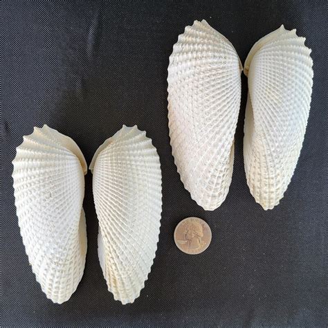 Sea Shell Angel Etsy