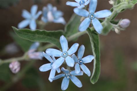 オキシペタラム ブルースター 花とカメラはじめました