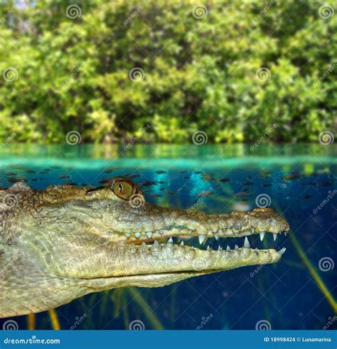 Crocodile Cayman Swimming In Mangrove Swamp Stock Photo CartoonDealer