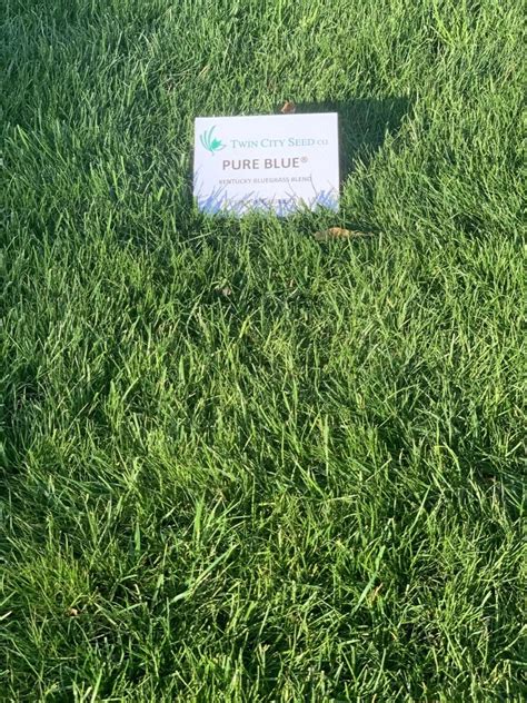 Kentucky Bluegrass