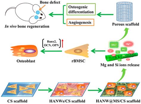 羟基磷灰石 [受电子邮件保护] 硅酸盐核 壳层级纳米复合材料：合成及其在骨再生中的应用 Acs Applied Materials And Interfaces X Mol
