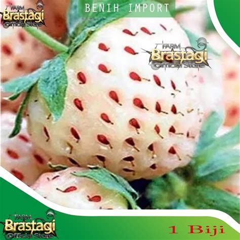 Jual Fbtg 10 Benih Bibit Biji Buah White Strawberry Stroberi Putih