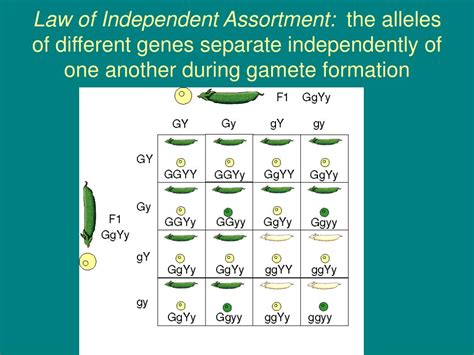Ppt Complex Patterns Of Inheritance Powerpoint Presentation Free