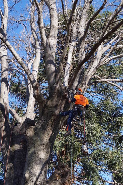 Tree Management Services J K Cooper Tree Services