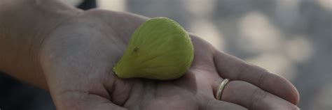 An Expedition Into The Roots And Uses Of Bardacik Fig Turquazz