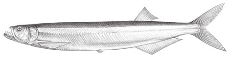 Nudus Oceantag 學習網