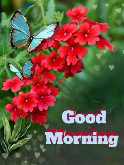 Top 999 Good Morning Butterfly Images Amazing Collection Good
