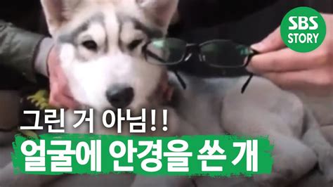 얼굴에 안경을 쓰고 다니는 개ㅣ순간포착 세상에 이런 일이instant Captureㅣsbs Story Youtube