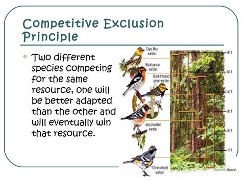 Population Dynamics Ppt