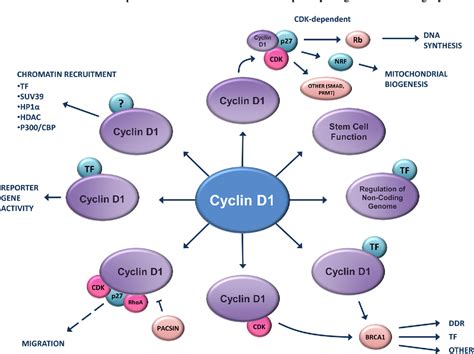 Figure 2 From New Roles Of Cyclin D1 Semantic Scholar
