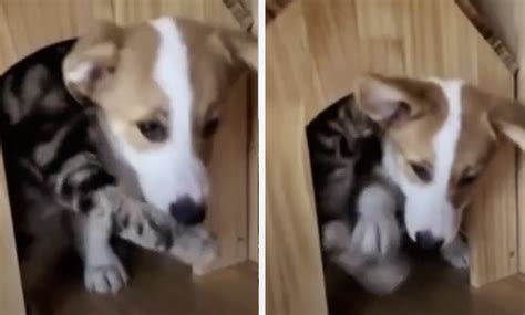 Facebook viral Gato no quiere que un perro se vaya de su casa y lo evita de una cómica manera