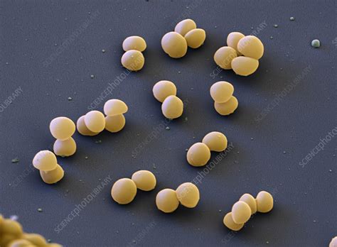 staphylococcus lugdunensis bacteria sem stock image c035 7900