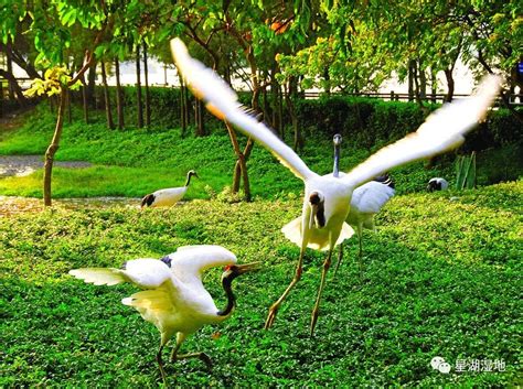 广东省观鸟胜地星湖国家湿地公园 丹顶鹤
