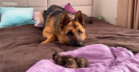 Gentle Giant German Shepherd Meets Adorable Kittens For The First Time