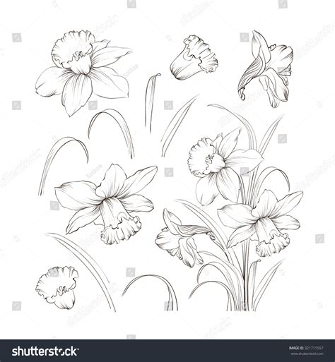 Set Line Drawing Narcissus Daffodils Blossom Stock Vector Royalty Free